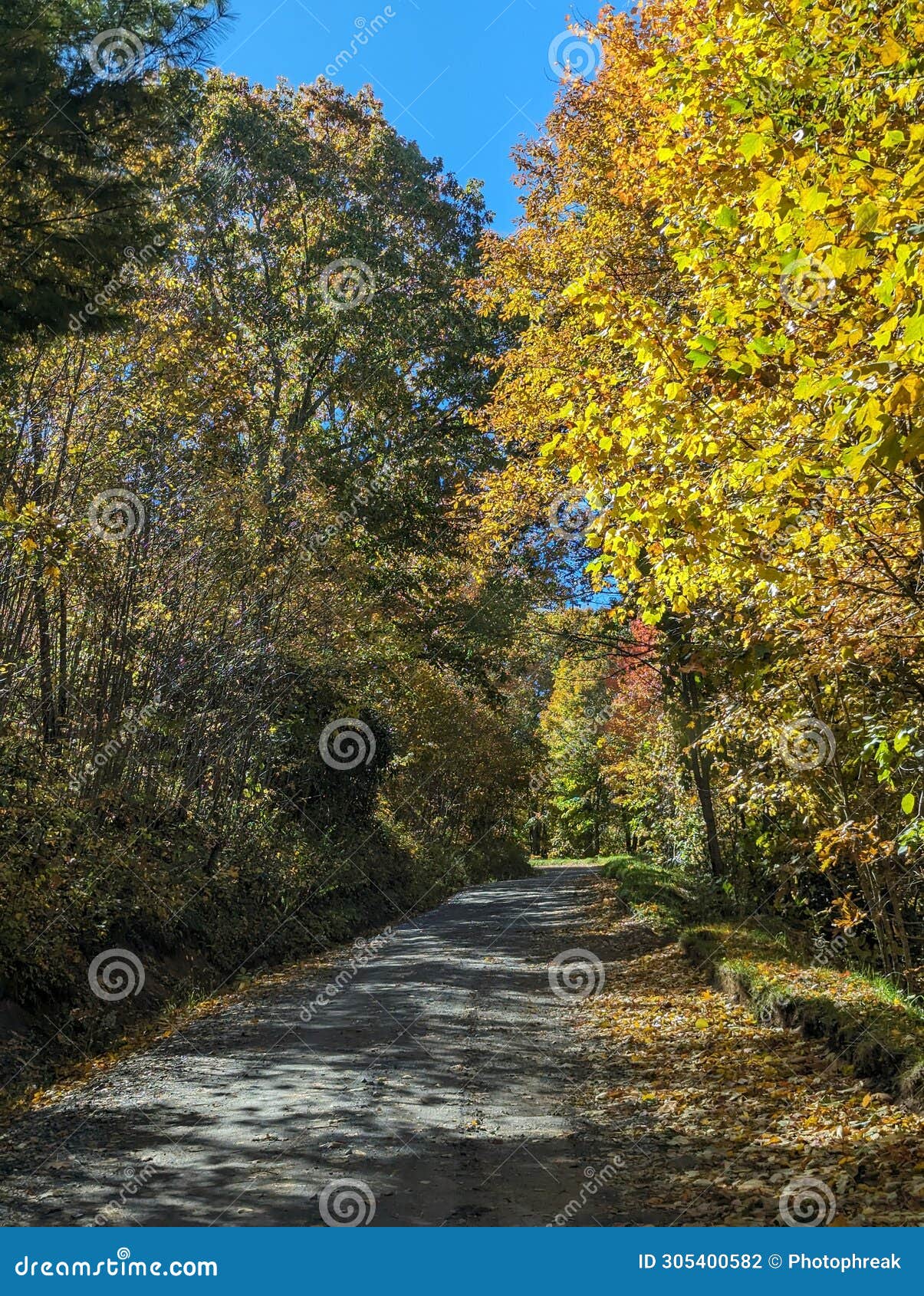 Fall Leaves in Trees in the Mountains Early Fall Stock Photo - Image of ...