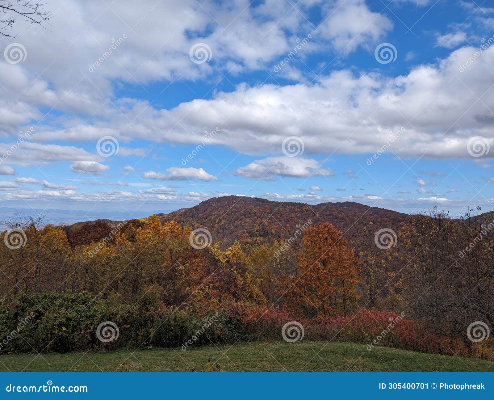 Fall Leaves in Trees in the Mountains Early Fall Stock Image - Image of ...