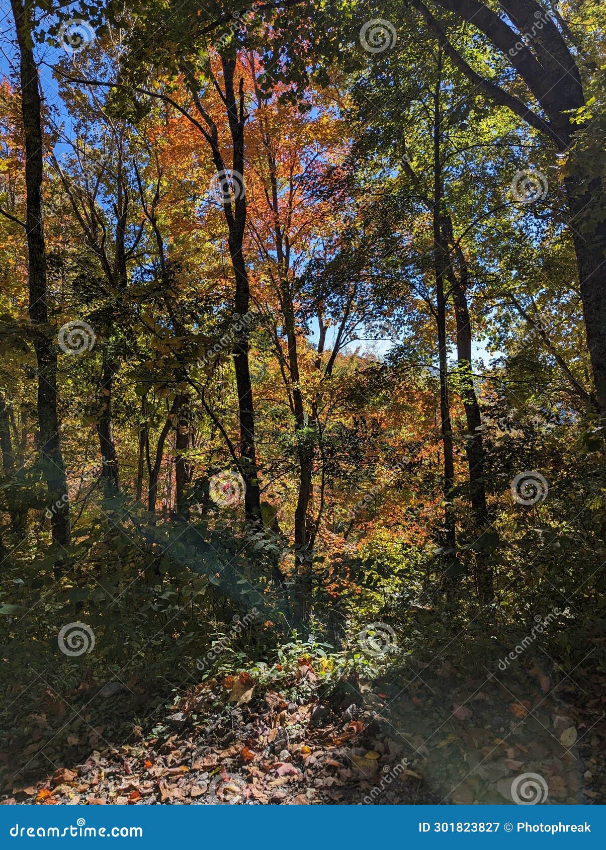 Fall Leaves in Trees in the Mountains Early Fall Stock Image - Image of ...