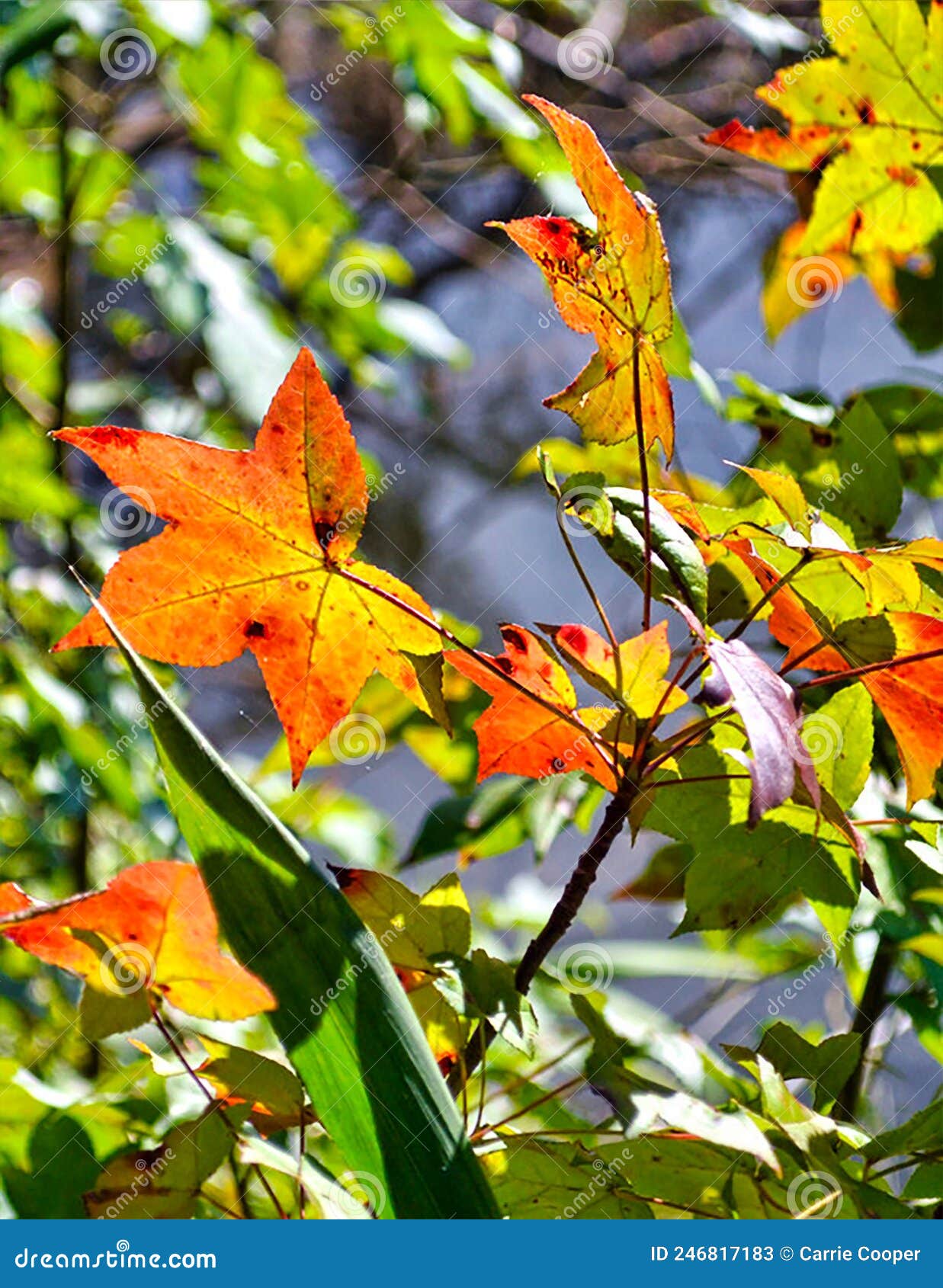Fall leaves stock image. Image of fall, turning, autumn - 246817183