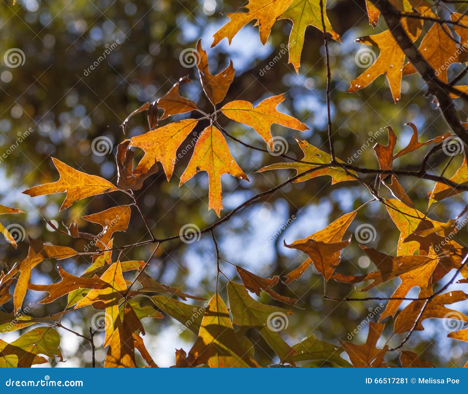Fall Leaves stock image. Image of outdoor, orange, turning - 66517281