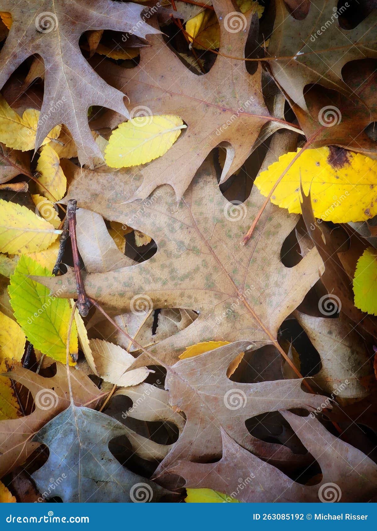 Fall Leaves in Vivid Autumn Colors on the Ground Stock Photo - Image of ...