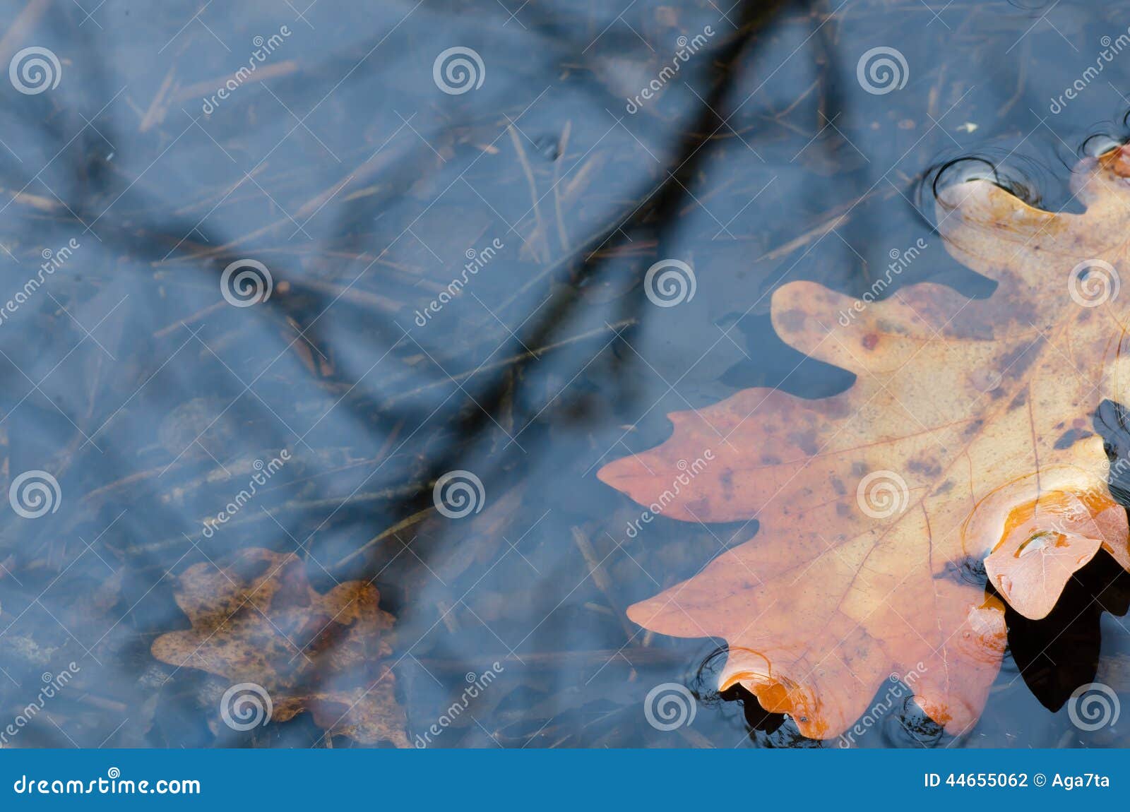 Fall leaves in water stock photo. Image of detail, woodland - 44655062