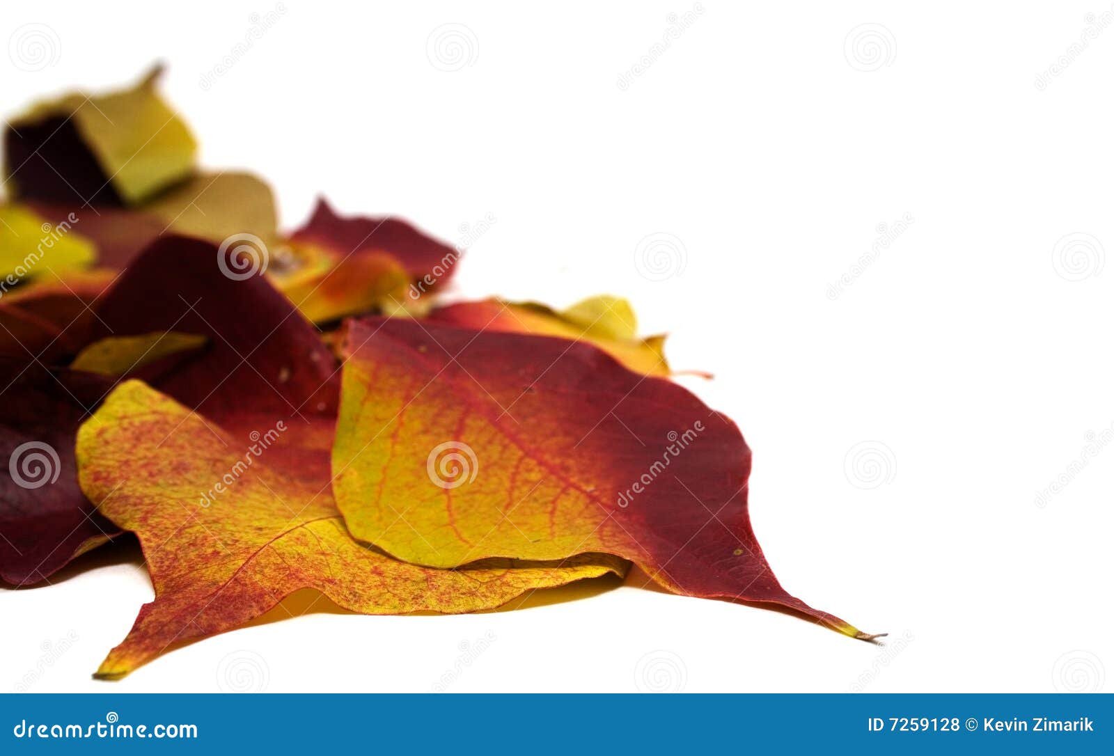 Fall Leaves on White stock photo. Image of autumn, closeup - 7259128