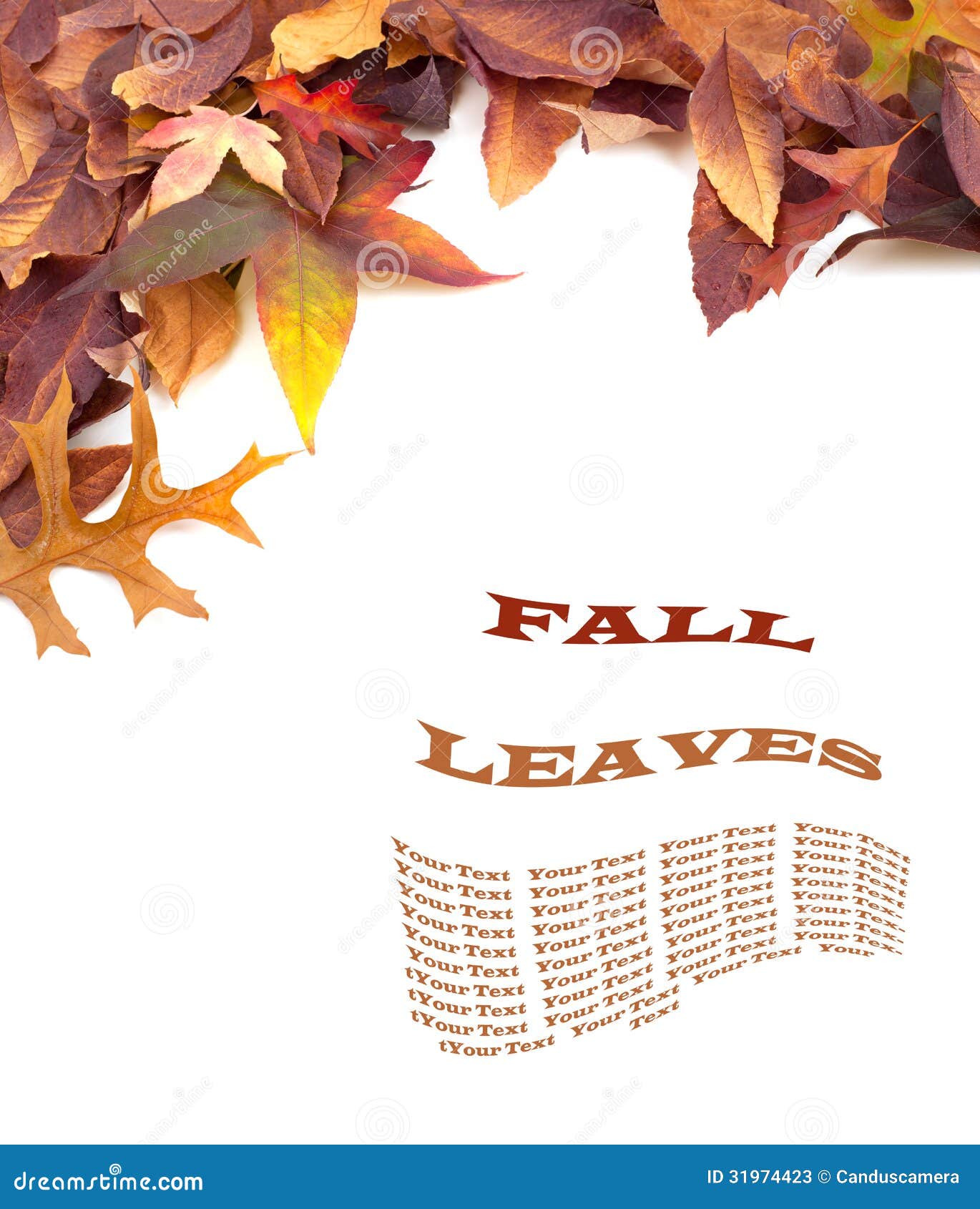 Fall Leaves on White Background with Copyspace or Room Space for Your ...