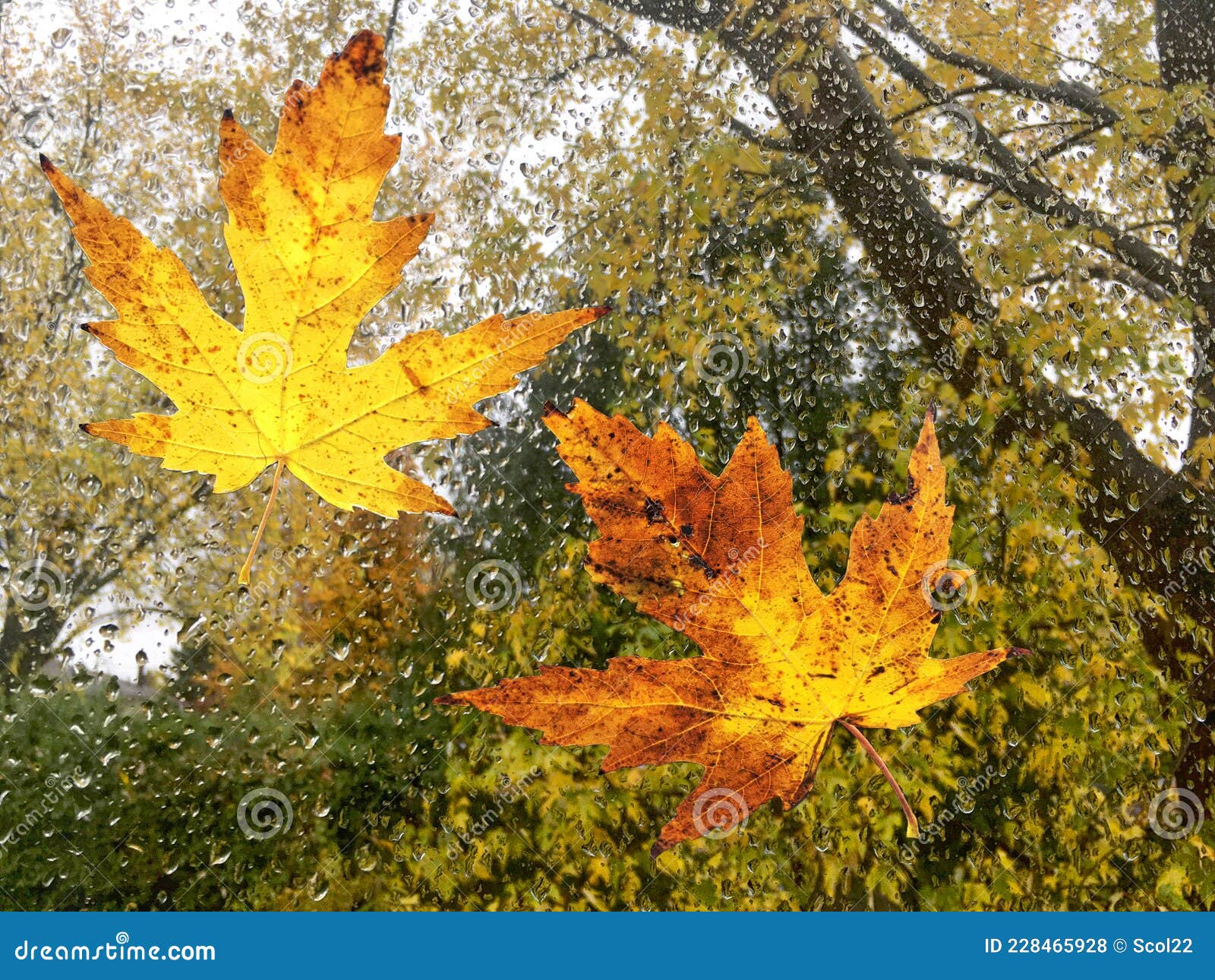 Fall Leaves on a window stock photo. Image of nature - 228465928