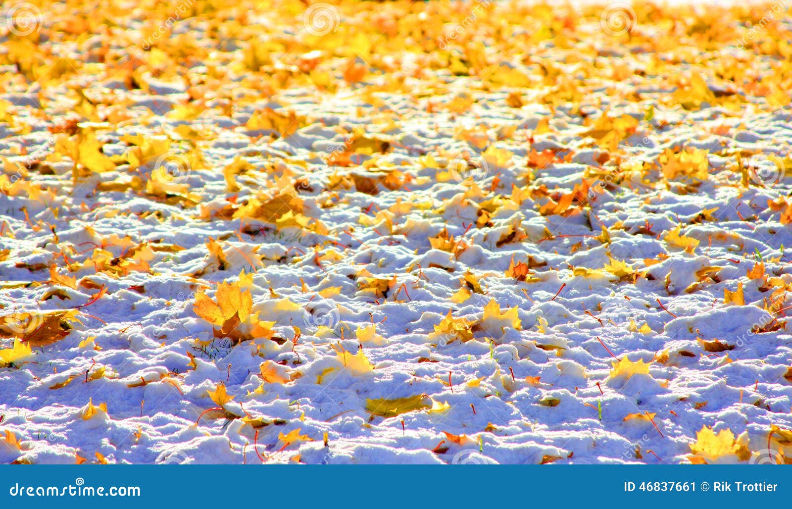 Fall Leaves on Snow stock image. Image of fallen, autumn - 46837661