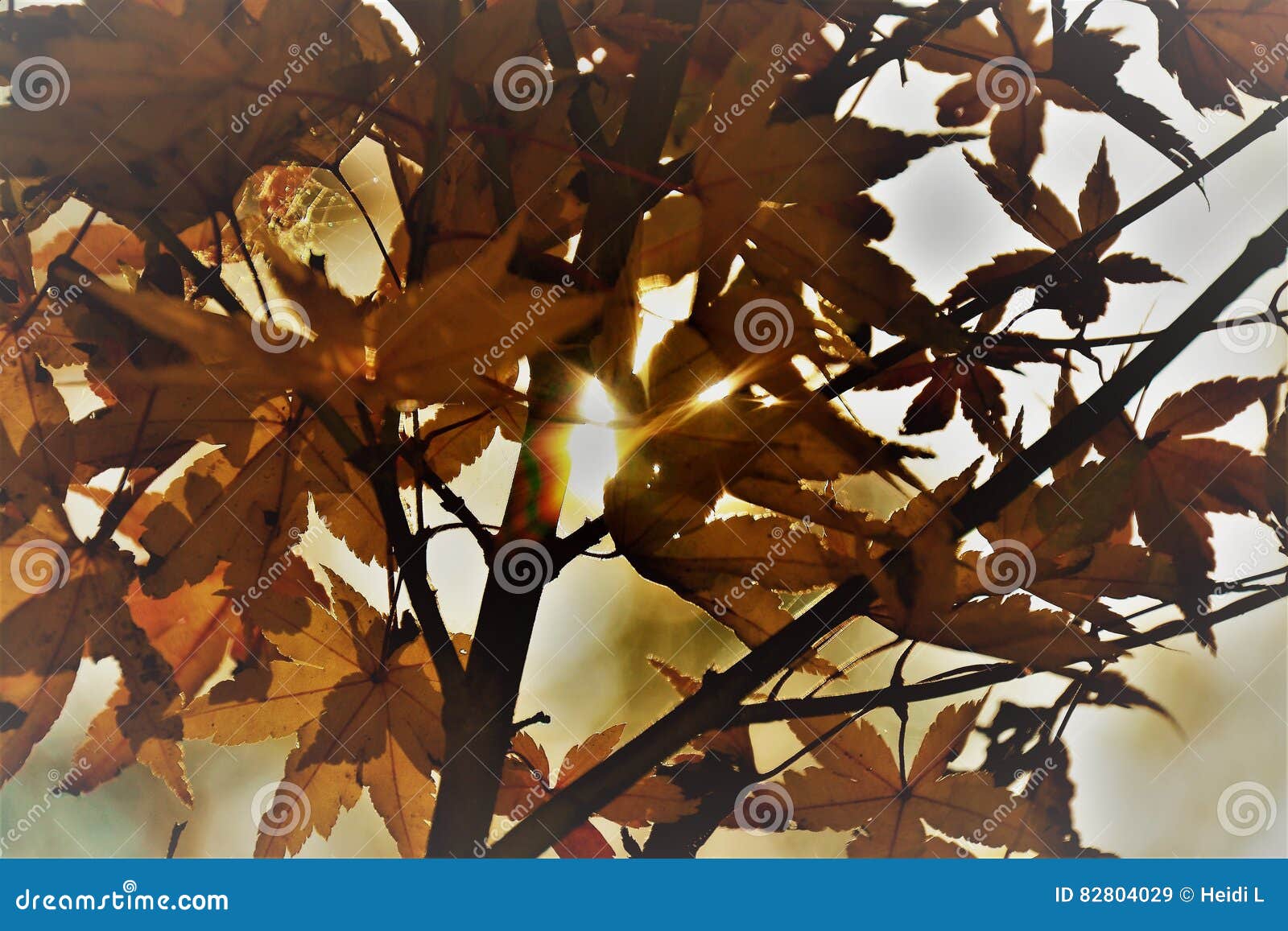 Fall Leaves stock image. Image of nature, leafs, branches - 82804029