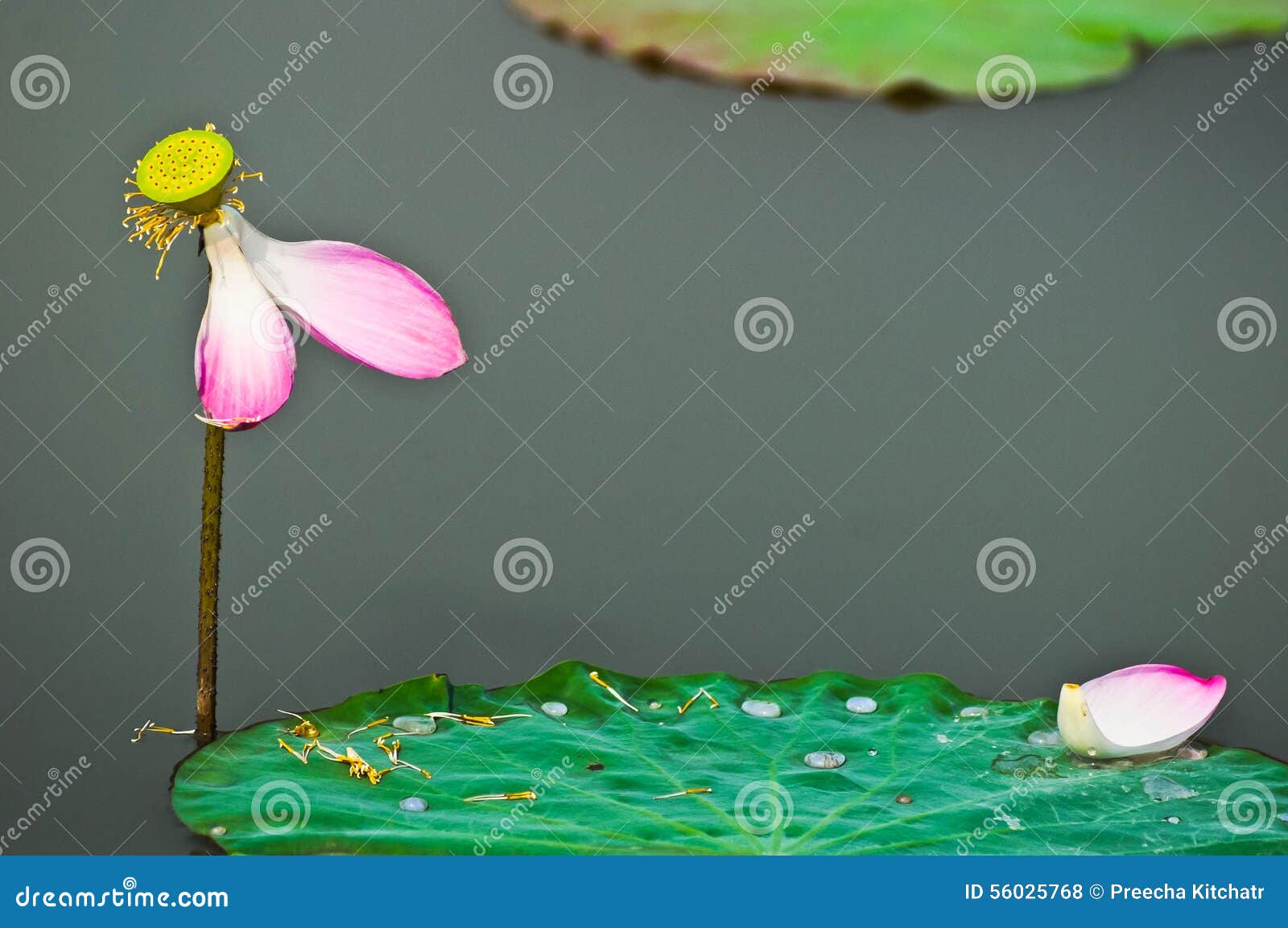 Fall lotus stock photo. Image of natural, flower, droplets - 56025768