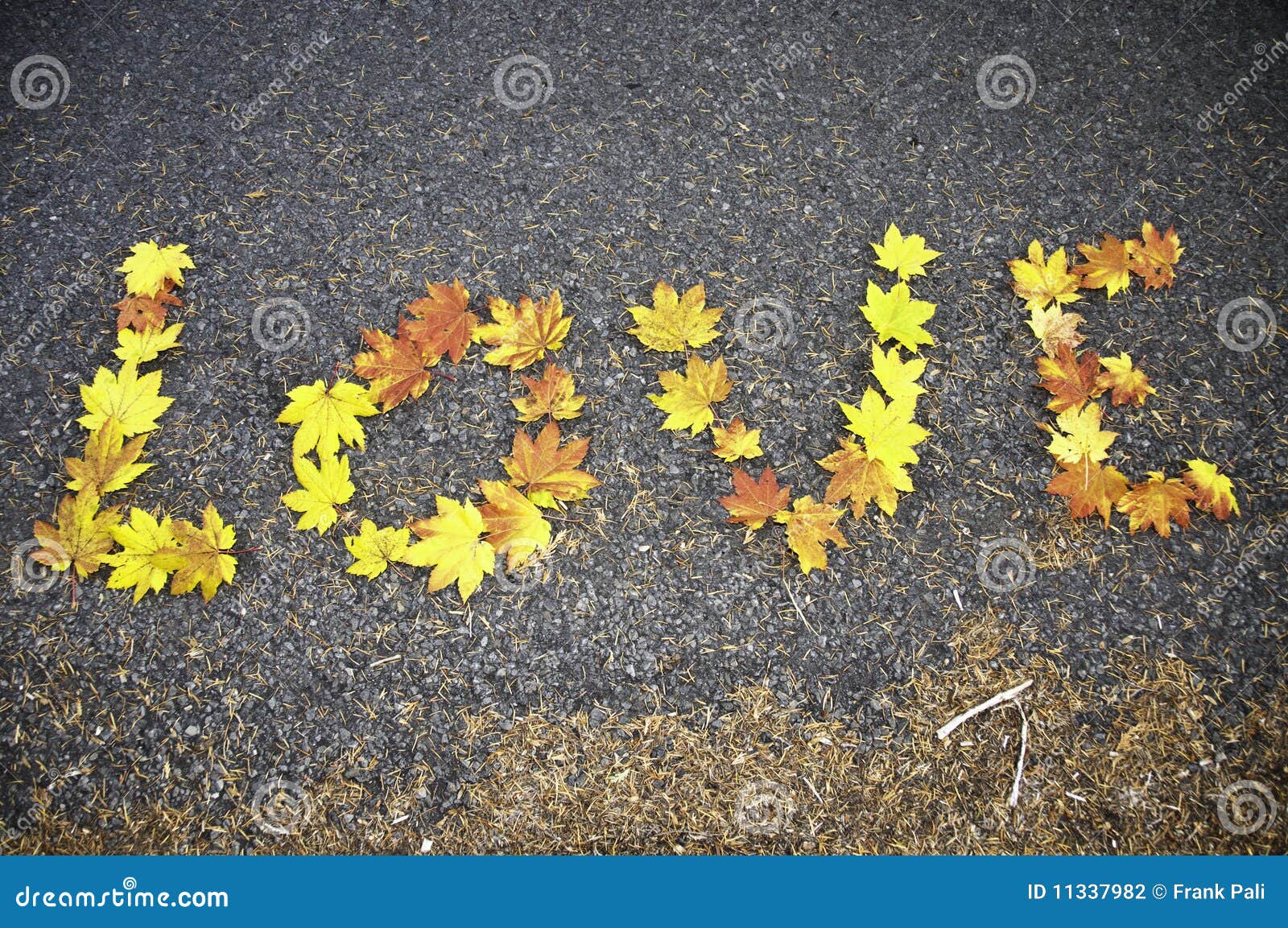 Fall Love stock photo. Image of leaves, nature, yellow - 11337982