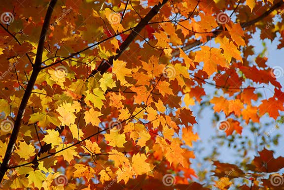 Fall maple stock photo. Image of nature, close, colourful - 2018292