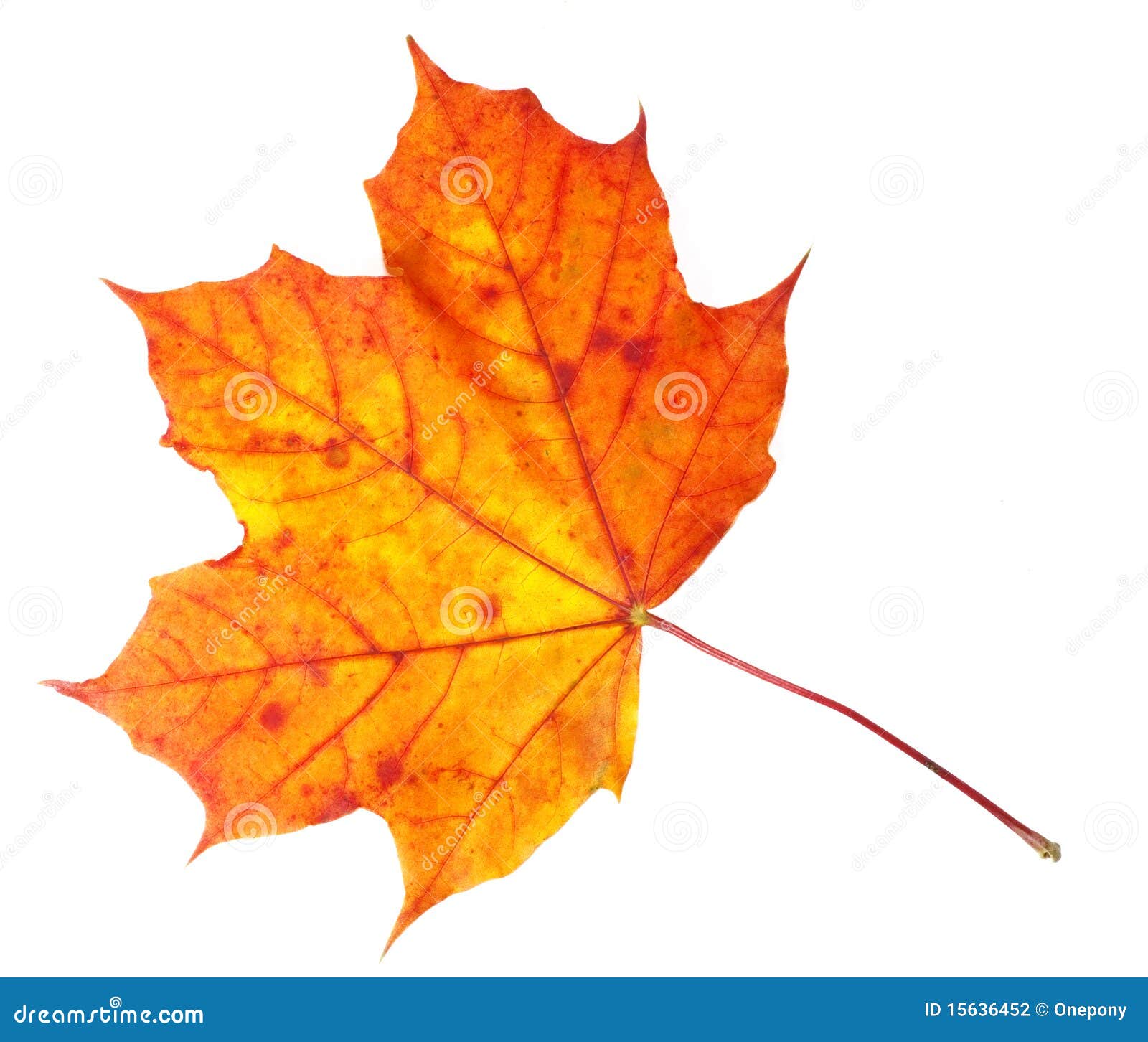 Fall Maple Leaf stock photo. Image of tree, foliage, leaf - 15636452