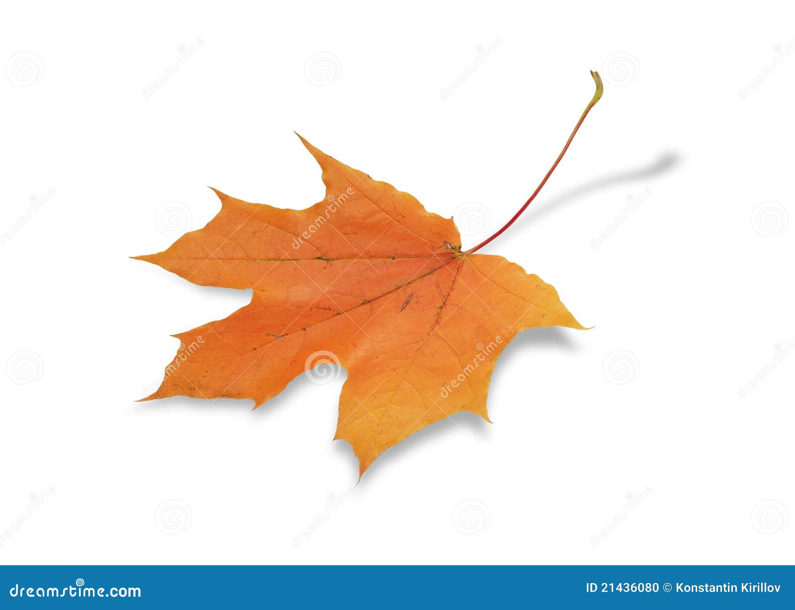 Fall Maple Leaf stock photo. Image of tree, fall, nature - 21436080