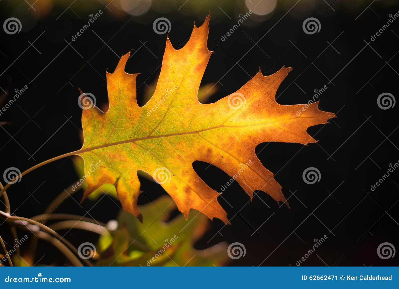 Fall Maple Leaf stock image. Image of leaf, color, fall - 62662471