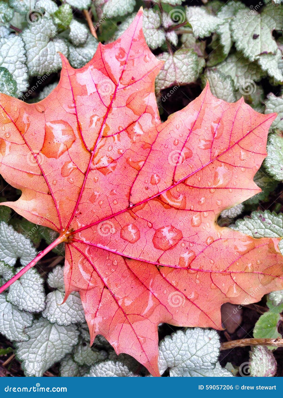 Fall Maple Leaf with Dew stock photo. Image of nature - 59057206