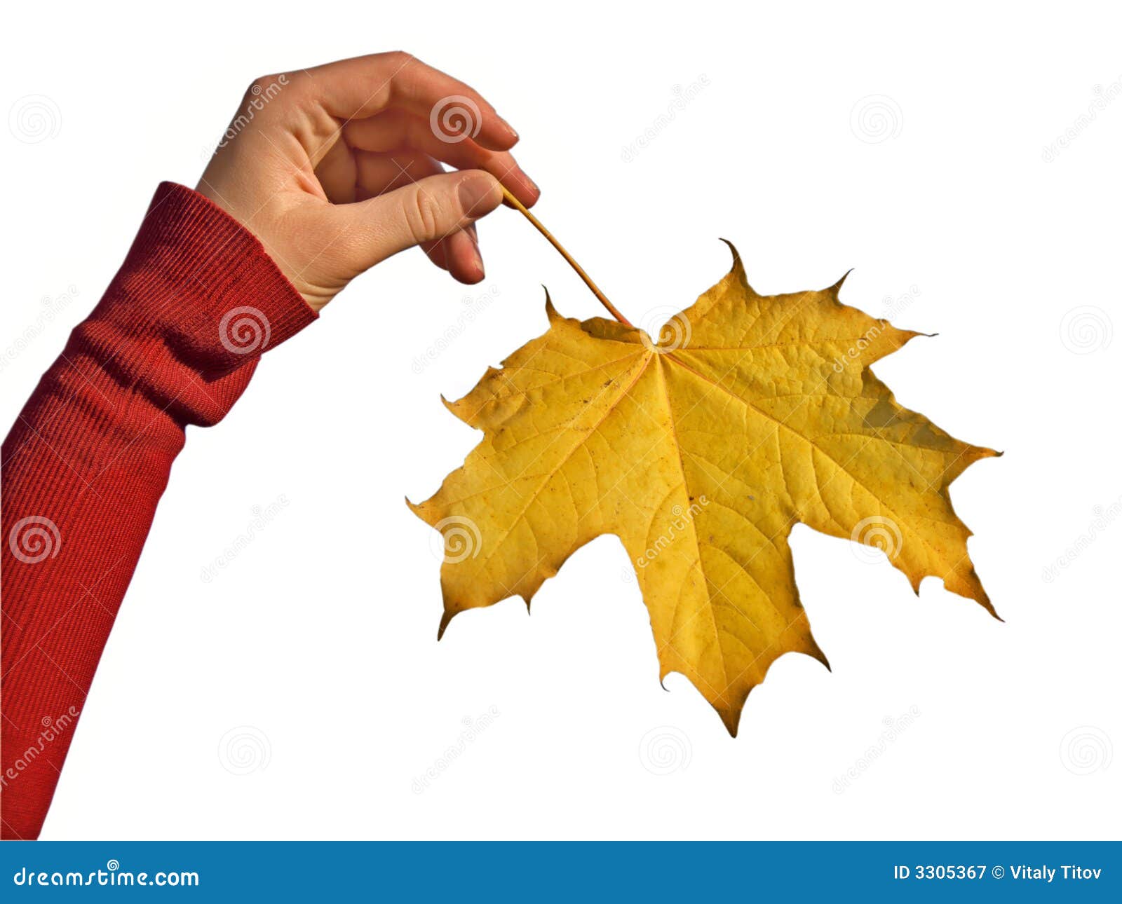 Fall Maple leaf in Hand stock image. Image of fallen, texture - 3305367