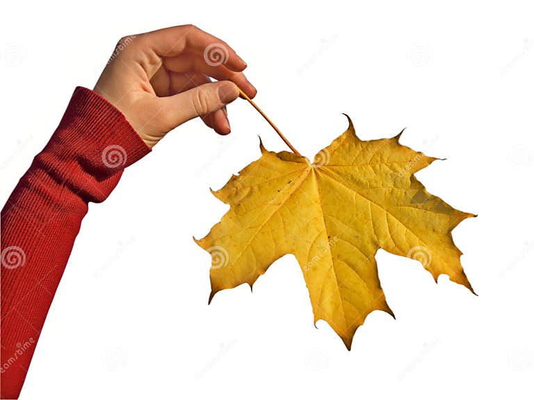 Fall Maple leaf in Hand stock image. Image of fallen, texture - 3305367