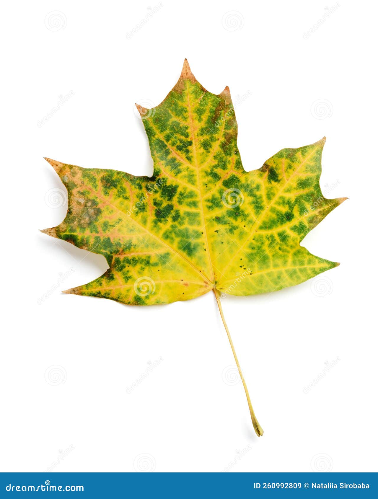 Fall Maple Leaf Isolated on White Stock Image - Image of season ...