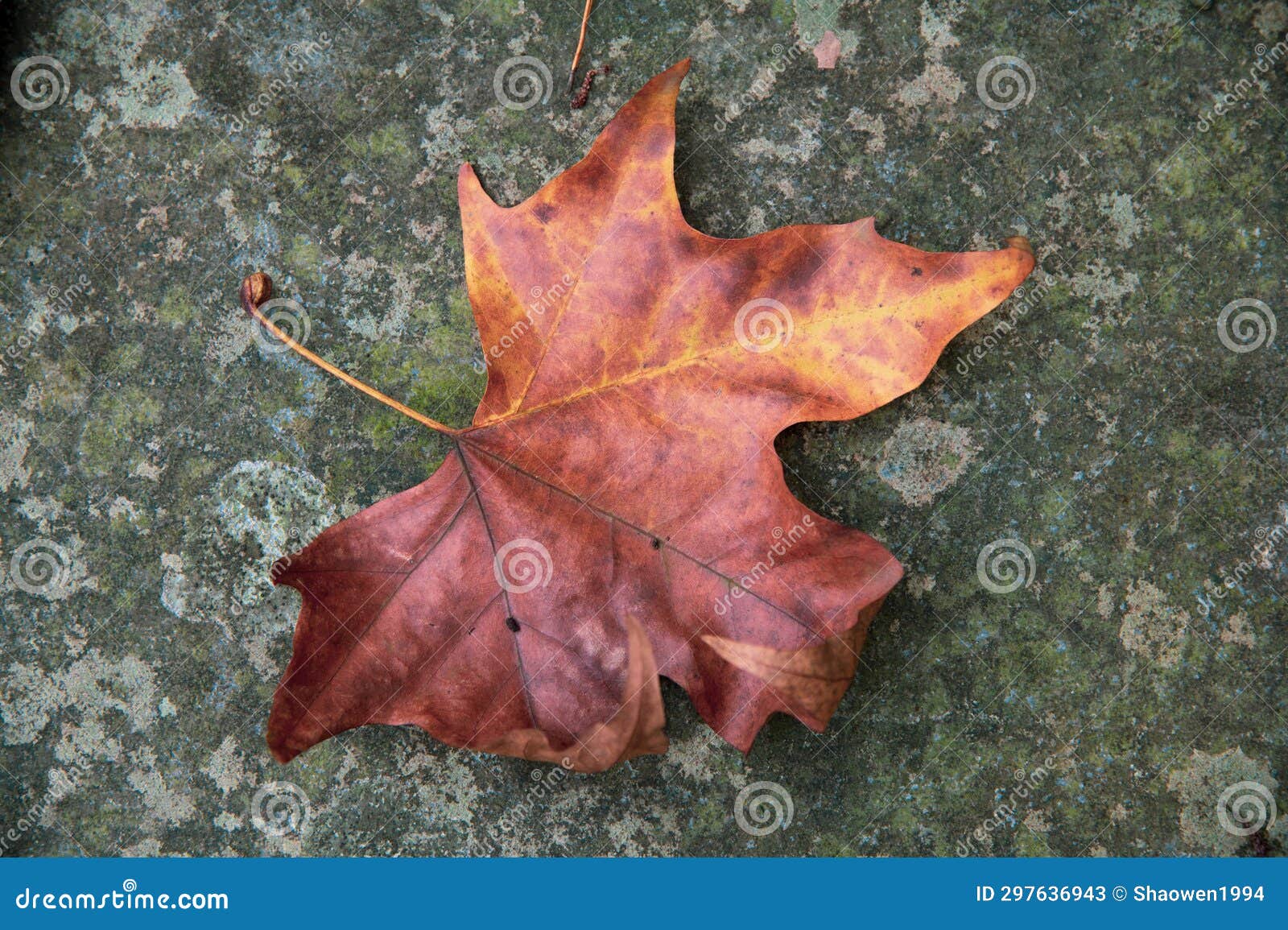 Fall Maple leaf stock image. Image of deciduous, cutout - 297636943