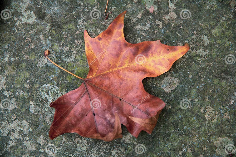 Fall Maple leaf stock image. Image of deciduous, cutout - 297636943
