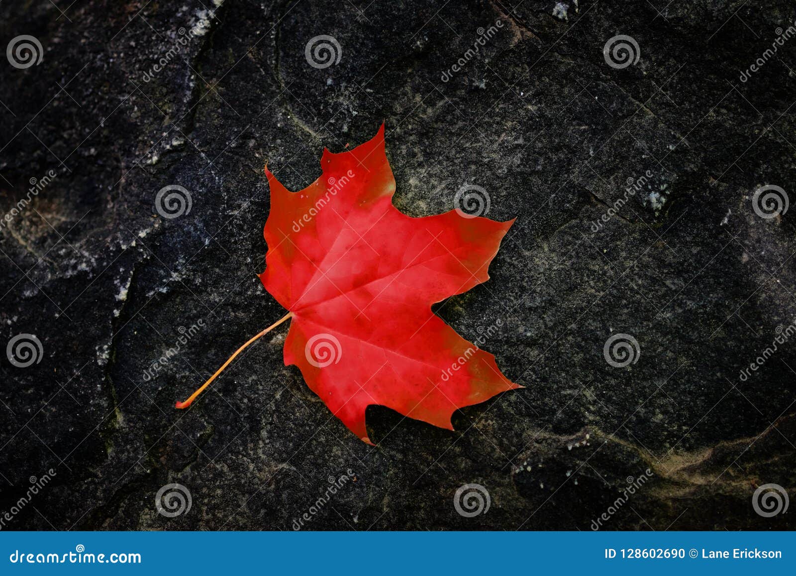Fall Maple Leaf on Rough Rock in Wilderness Autumn Stock Photo - Image ...