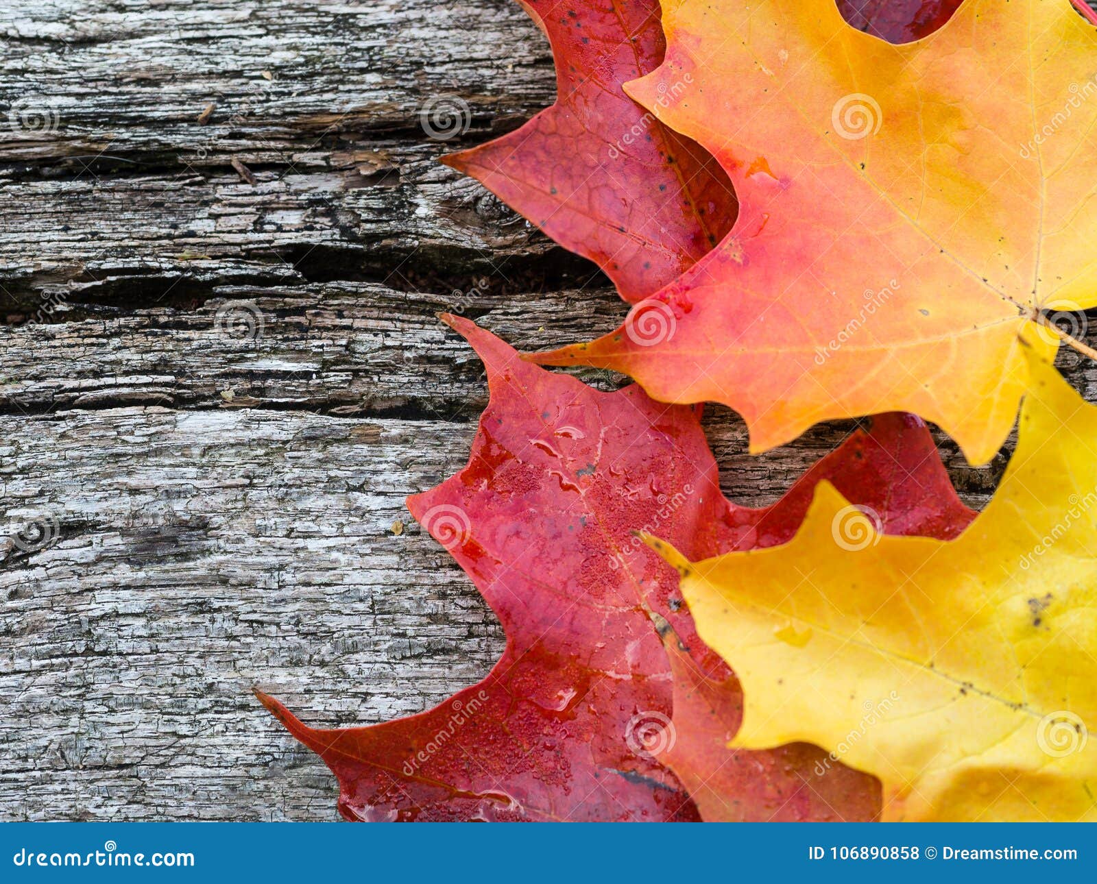 Fall Maple Leaf on Wooden Table Stock Photo - Image of wooden, orange ...