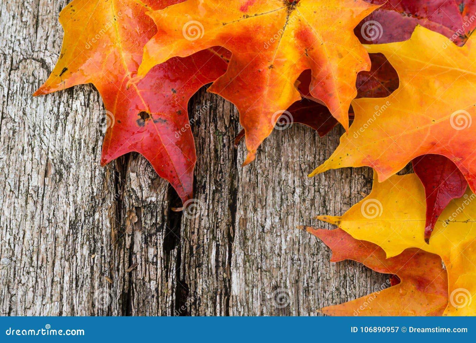 Fall Maple Leaf on Wooden Table Stock Image - Image of wooden, table ...