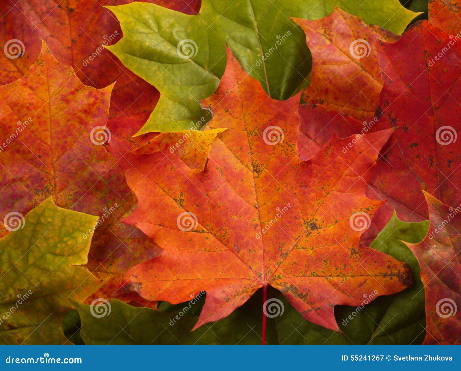 Fall Maple Leaves Background Stock Image - Image of autumnal, season ...