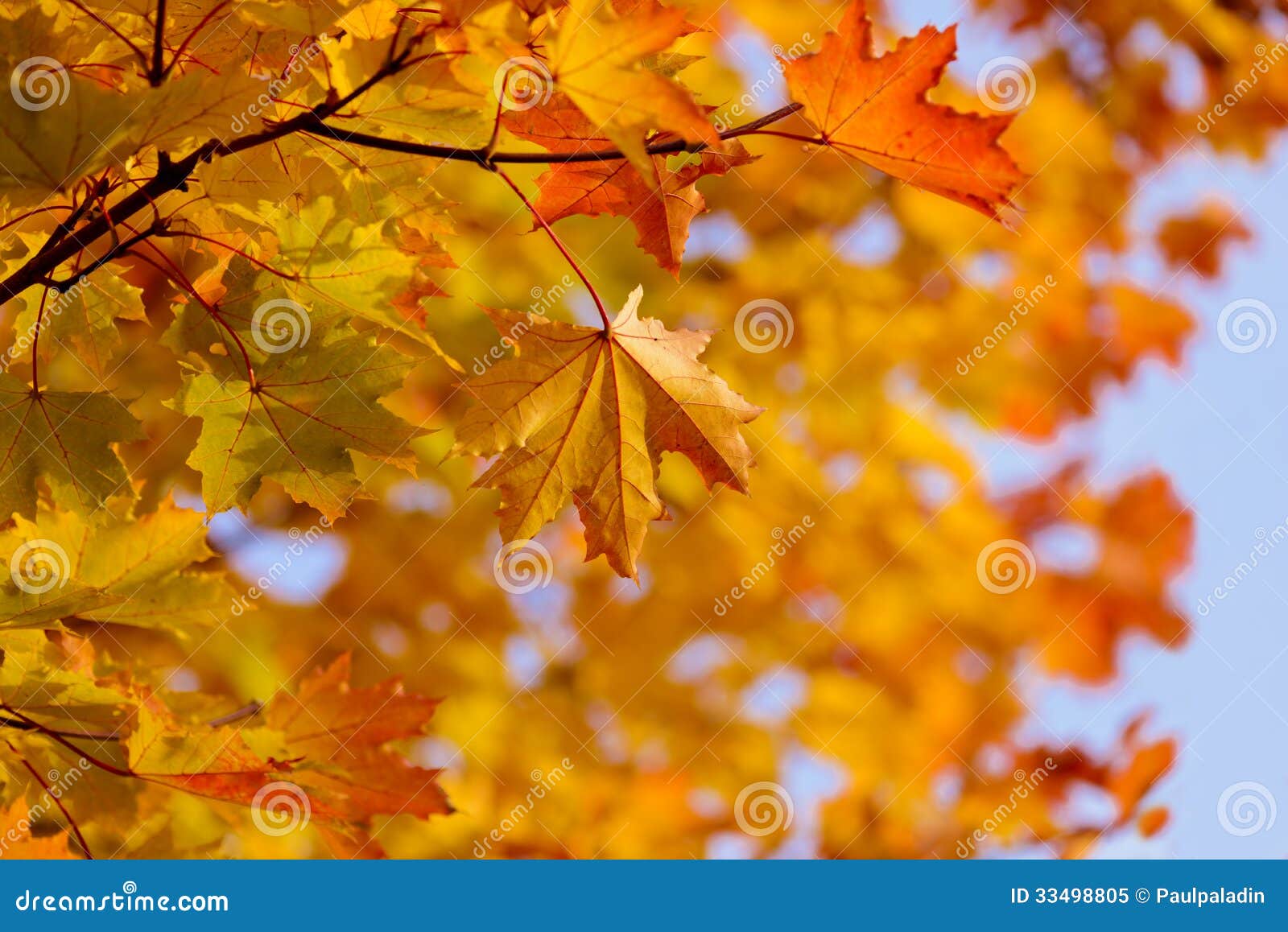 Fall Maple Leaves at Branch Stock Image - Image of maple, crimson: 33498805