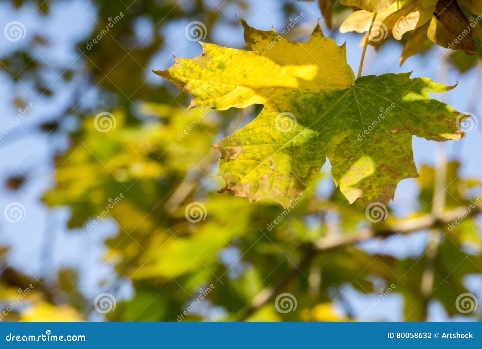 Fall Maple Leaves on Branches Stock Photo - Image of season, natural ...