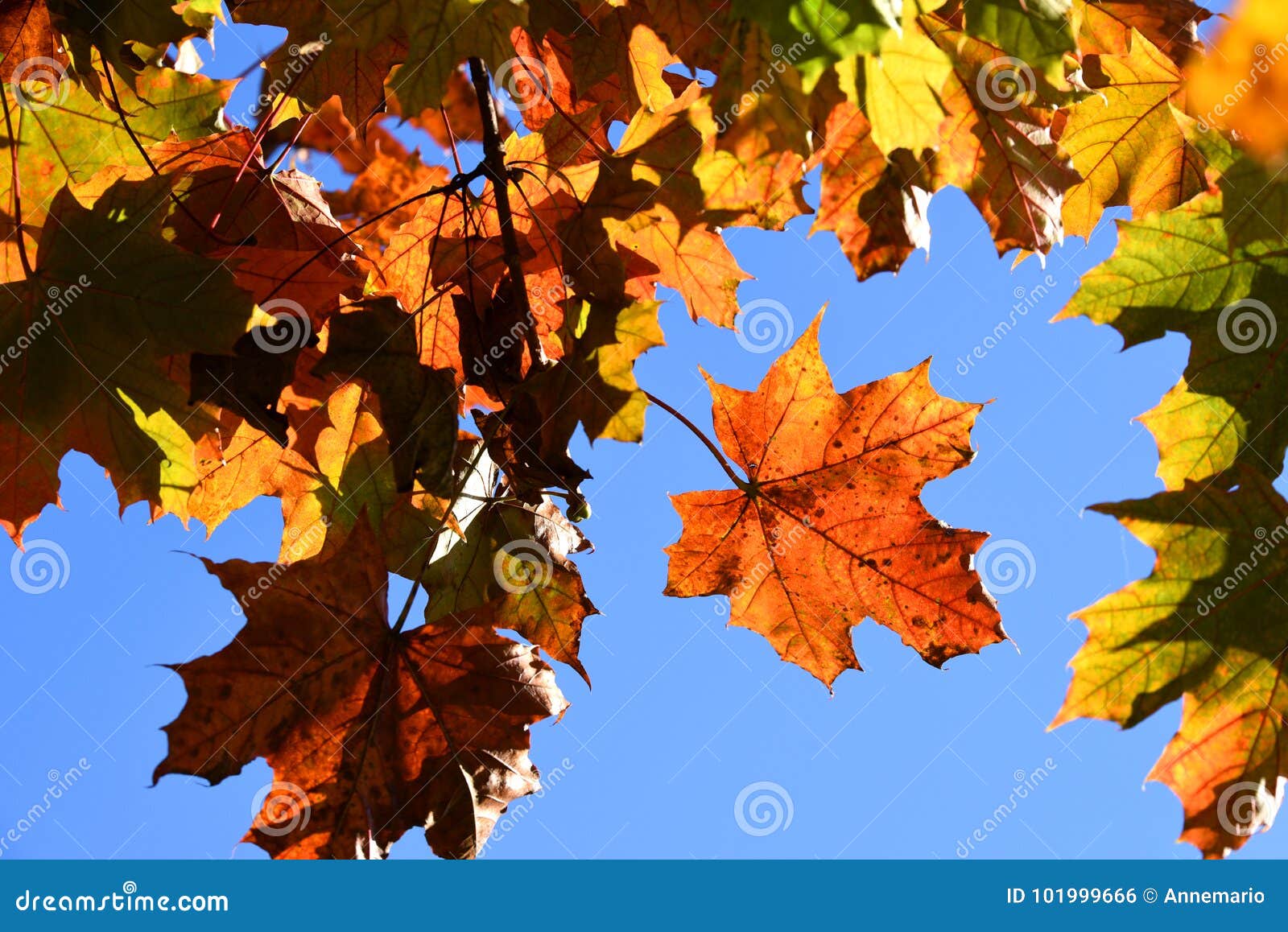 Fall maple leaves stock photo. Image of ground, fall - 101999666