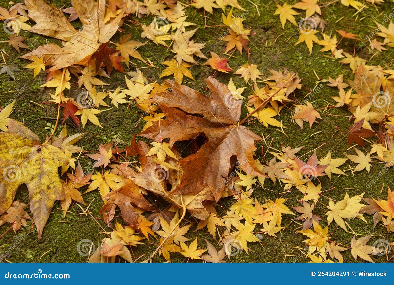 Fall Maple Leaves on the Ground, Close-up Stock Image - Image of ground ...