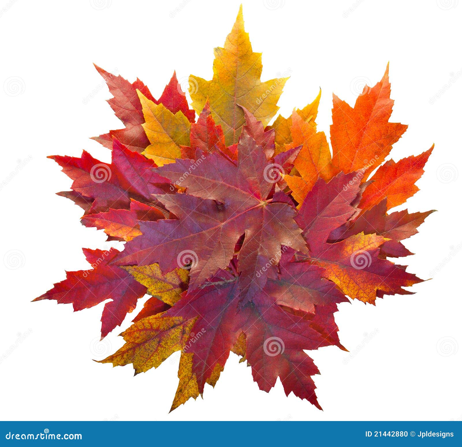 Fall Maple Leaves Pile Isolated Stock Photo - Image of maple, botanical ...