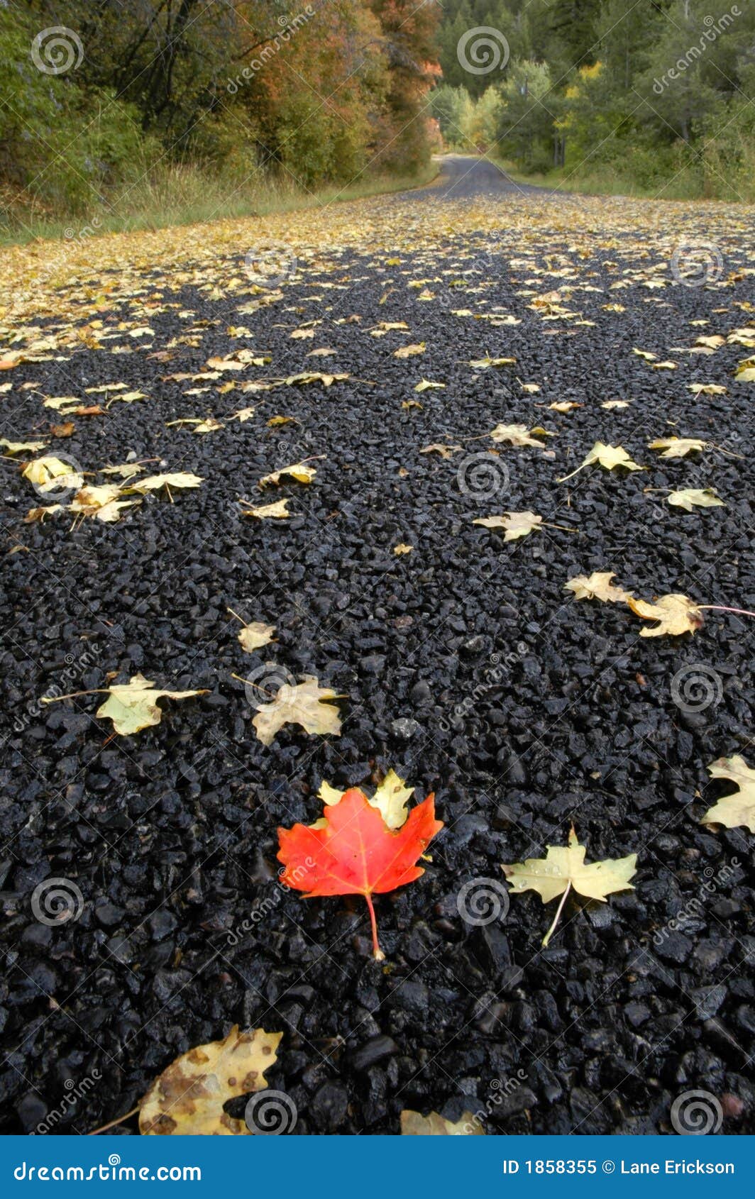 Fall Maple Leaves on Road stock image. Image of background - 1858355