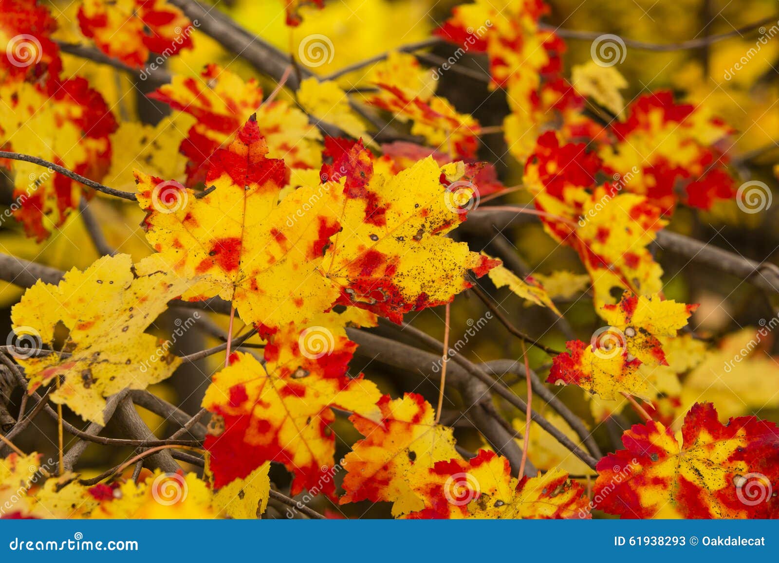 Fall Maple Leaves in Transition Stock Image - Image of leaves, season ...