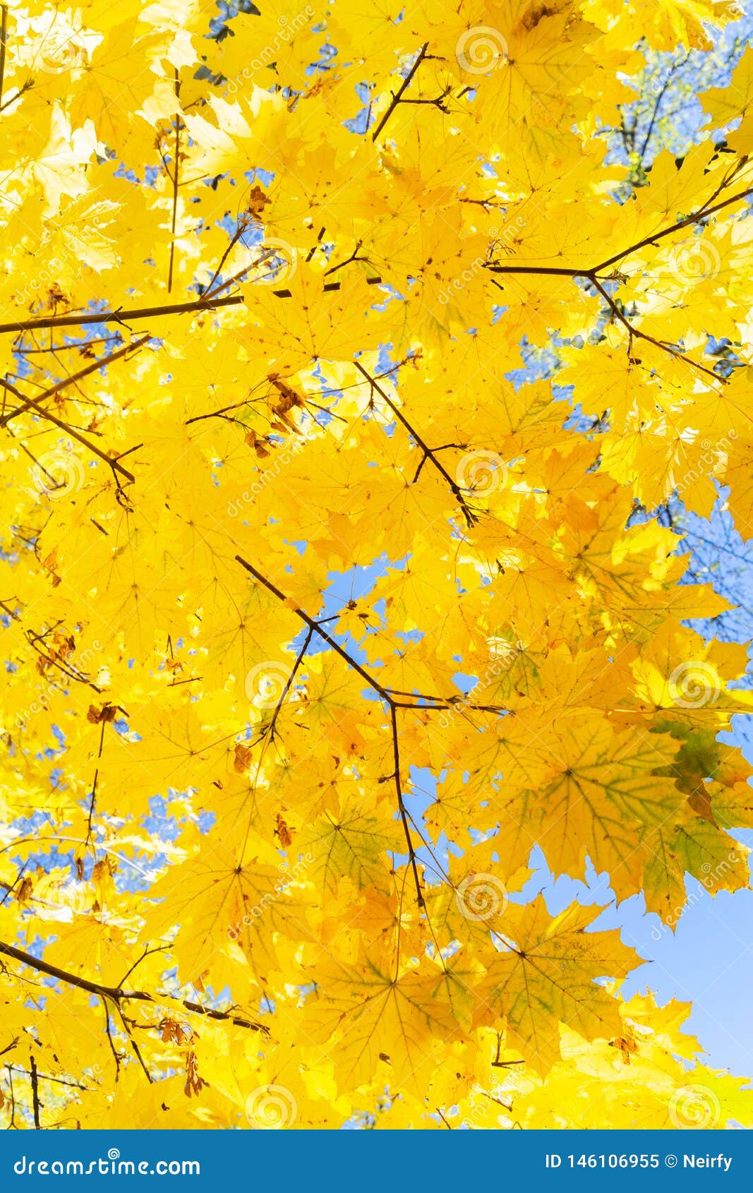 Fall maple leaves stock image. Image of abstract, fall - 146106955