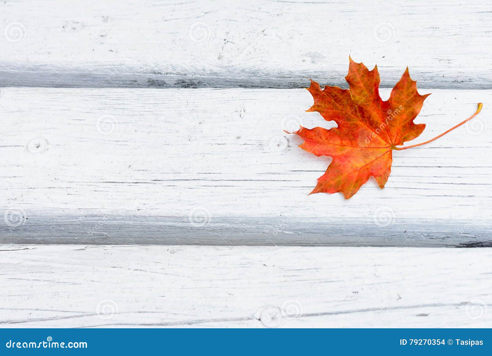 Fall Maple Red Leaf on White Wooden Background Stock Photo - Image of ...