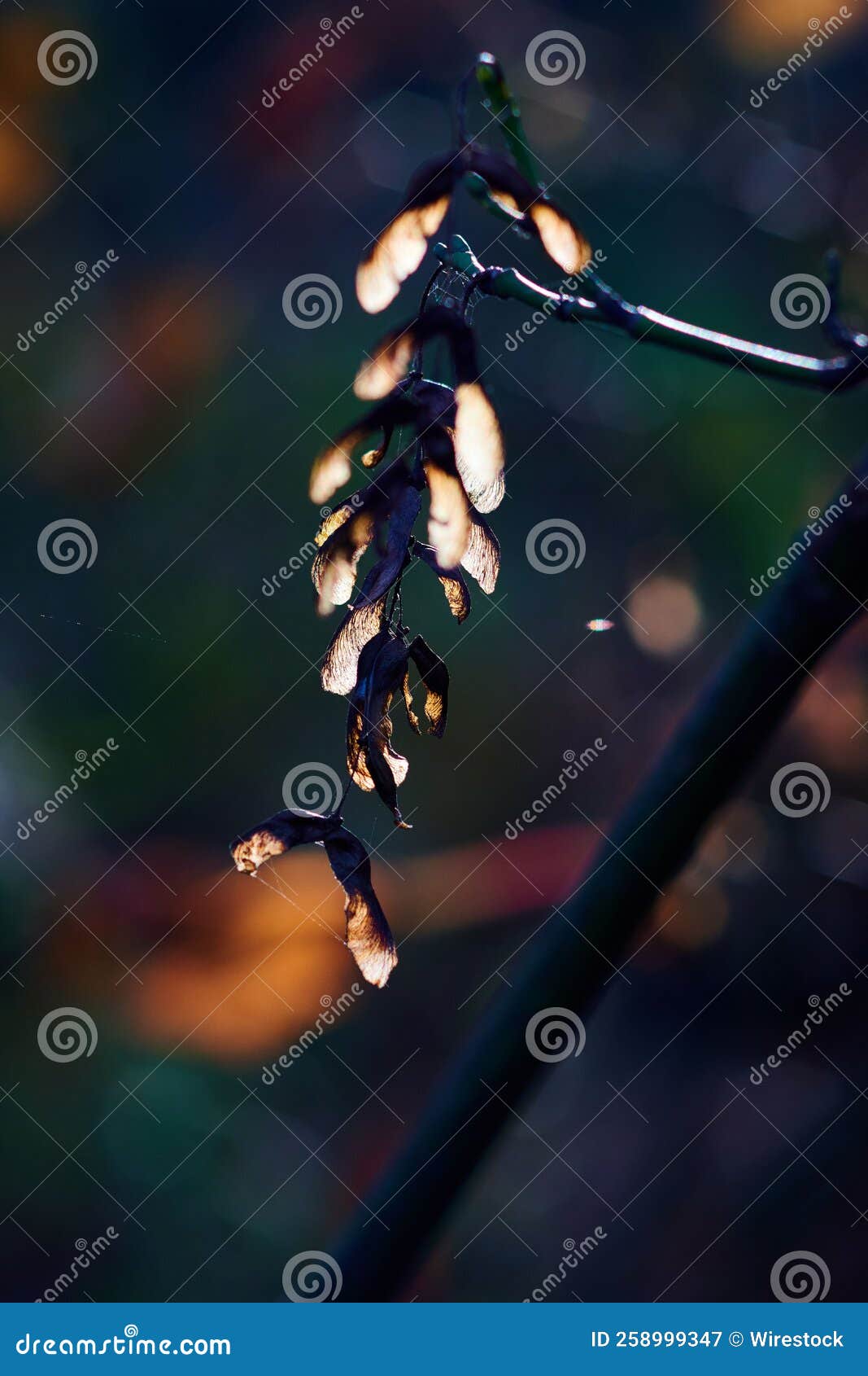 Fall Maple Seed Branch on a Blurred Background Stock Image - Image of ...