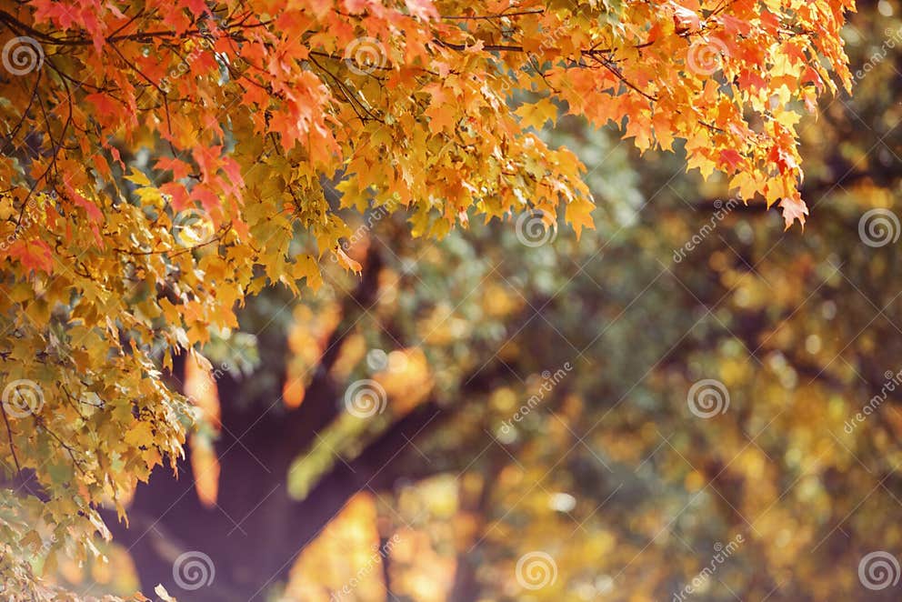 Fall Maple Tree Background stock image. Image of colored - 31032139