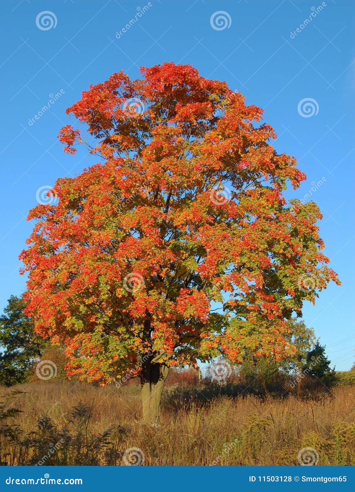 Fall Maple Tree with Blue Sky Stock Photo - Image of yellow, october ...