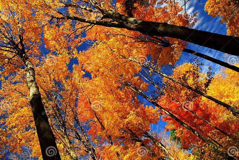 Fall maple trees stock photo. Image of canopies, canopy - 3478154