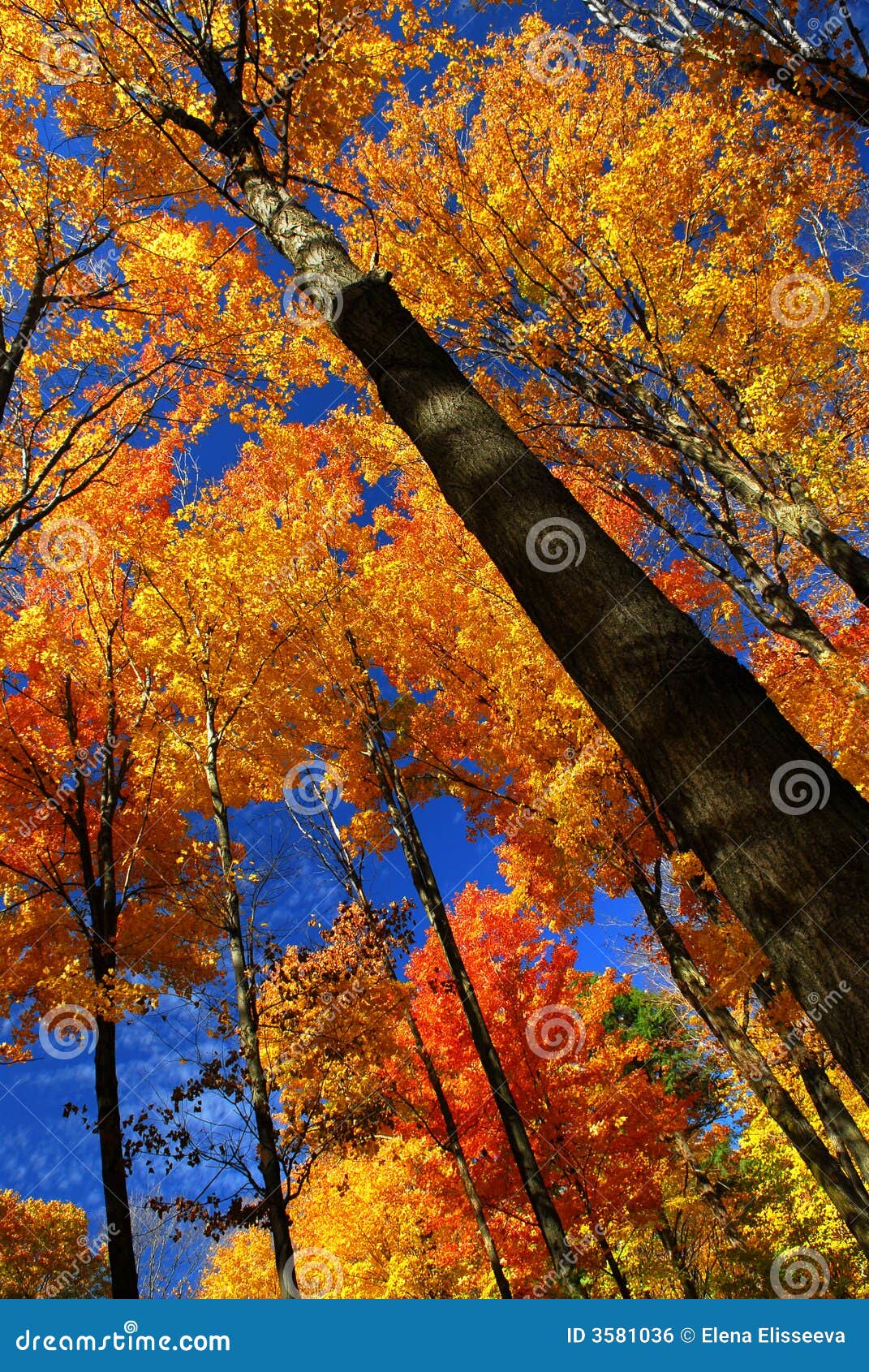 Fall maple trees stock photo. Image of park, canopies - 3581036