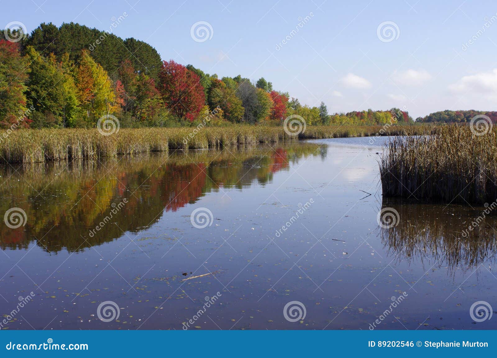Fall Marsh stock photo. Image of woods, nature, fall - 89202546