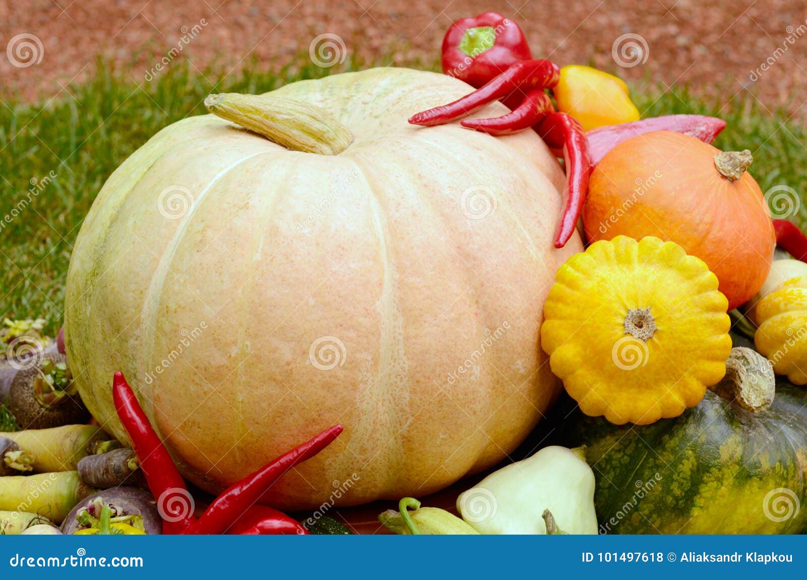 Harvesting in the fall. stock photo. Image of agriculture - 101497618
