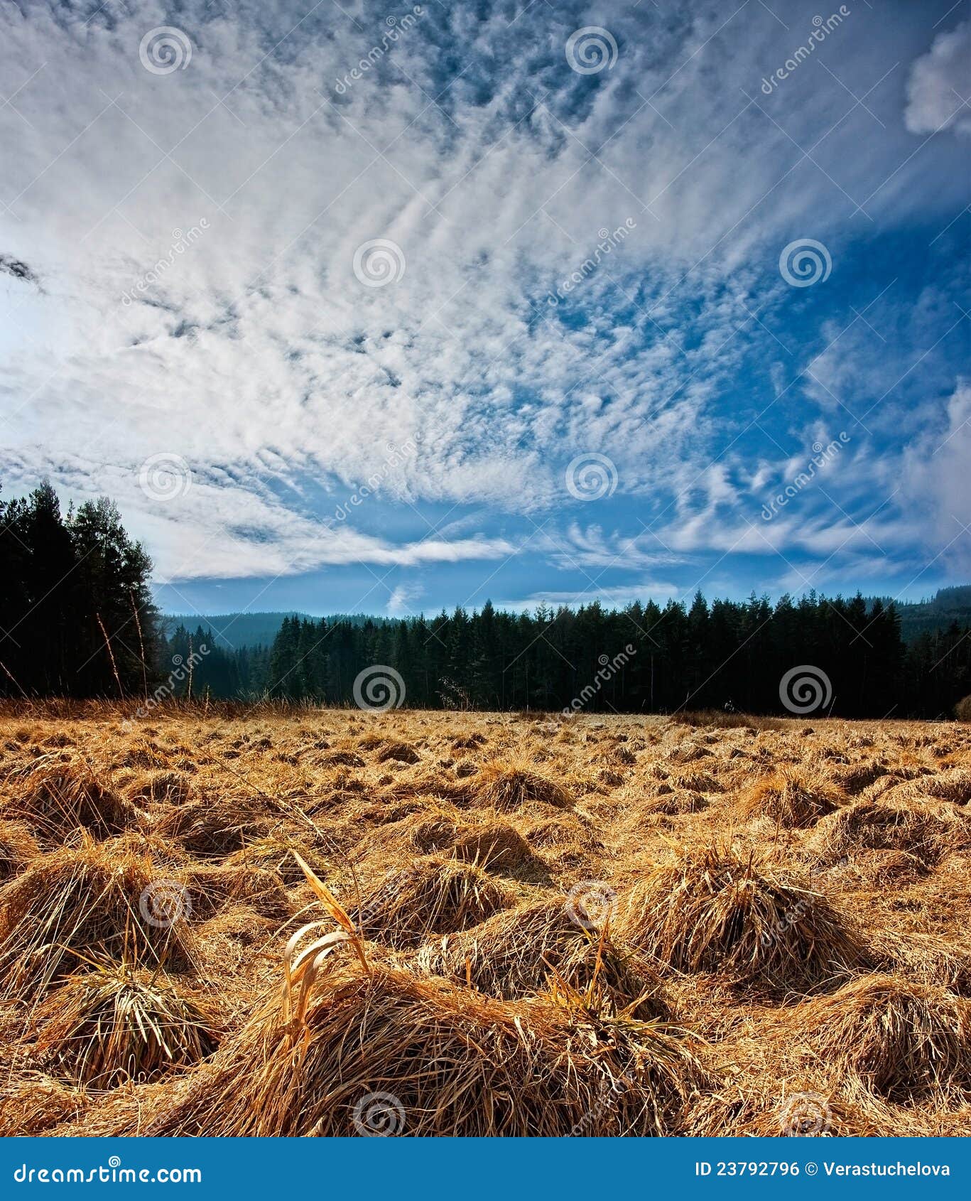 Fall meadow stock photo. Image of countryside, close - 23792796