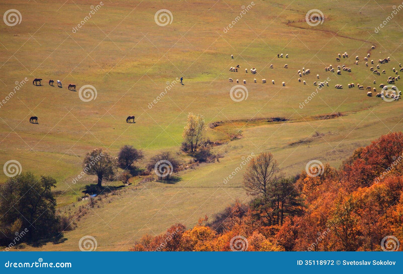Fall meadows stock photo. Image of summer, flock, sheep - 35118972