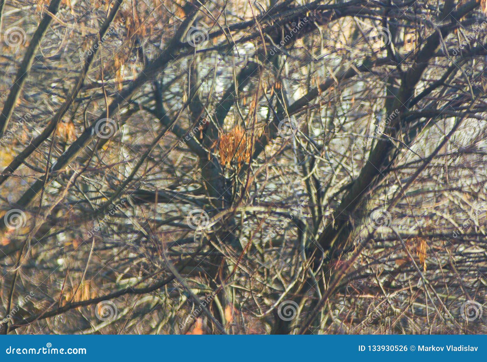 Jackson Pollock Trees Royalty-Free Stock Photography | CartoonDealer ...