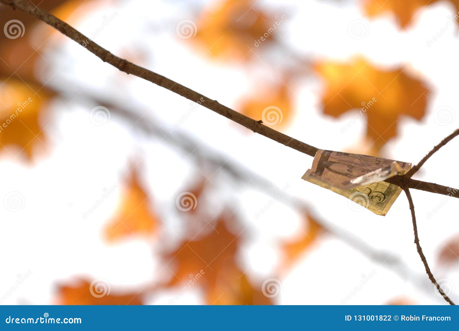 Fall Money Clinging from a Tree Branch with Orange Maple Leaves Stock ...
