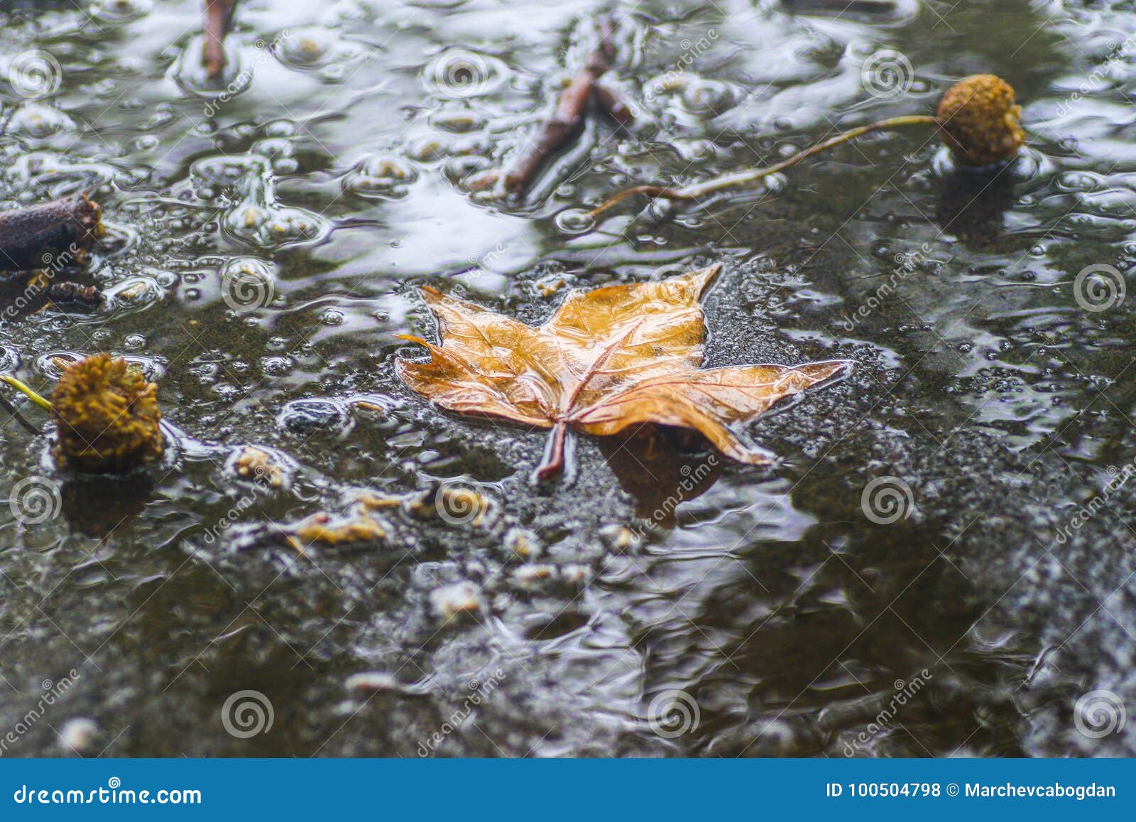 Fall mood stock photo. Image of abstract, plant, drops - 100504798