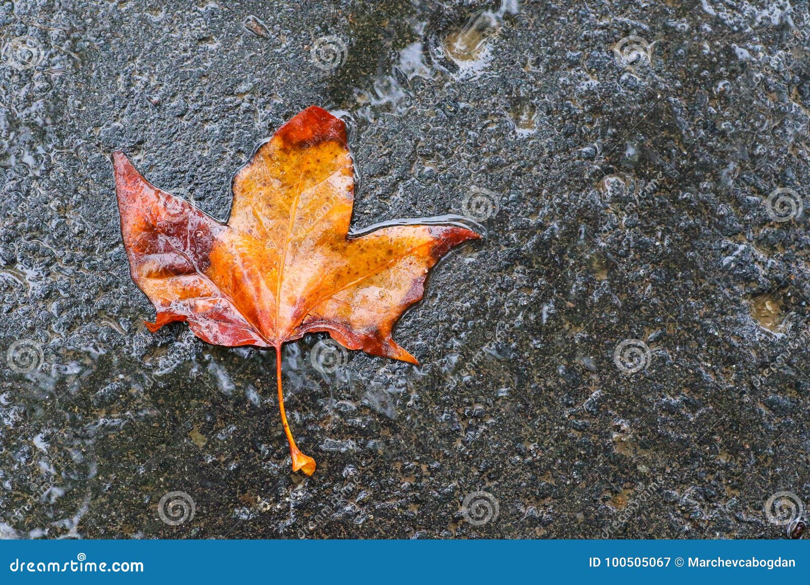 Fall mood stock image. Image of park, branches, light - 100505067